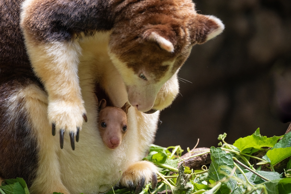 Matschie’s Tree Kangaroo Joey Debuts at the Bronx Zoo > Newsroom